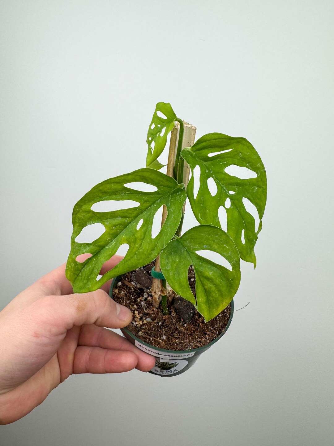 Monstera Esqueleto skeleton Exact Plant Vase Included - Etsy