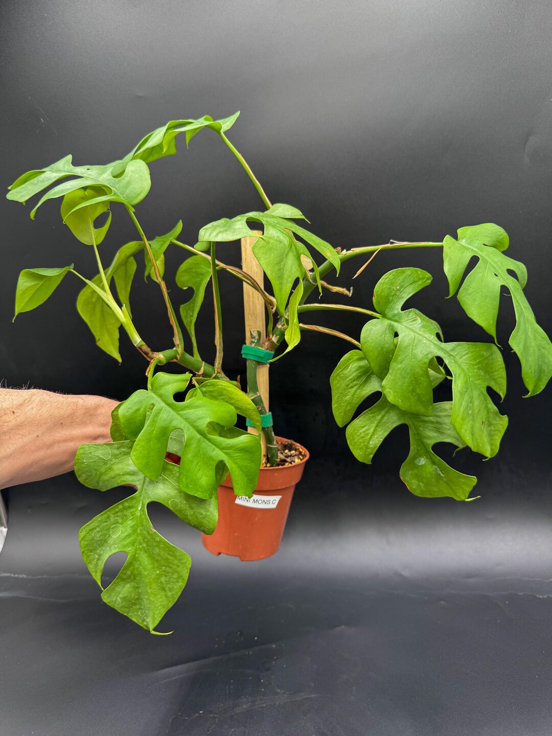 Rhaphidophora Tetrasperma "mini Monstera" - Exact Plant - Plastic Pot ...