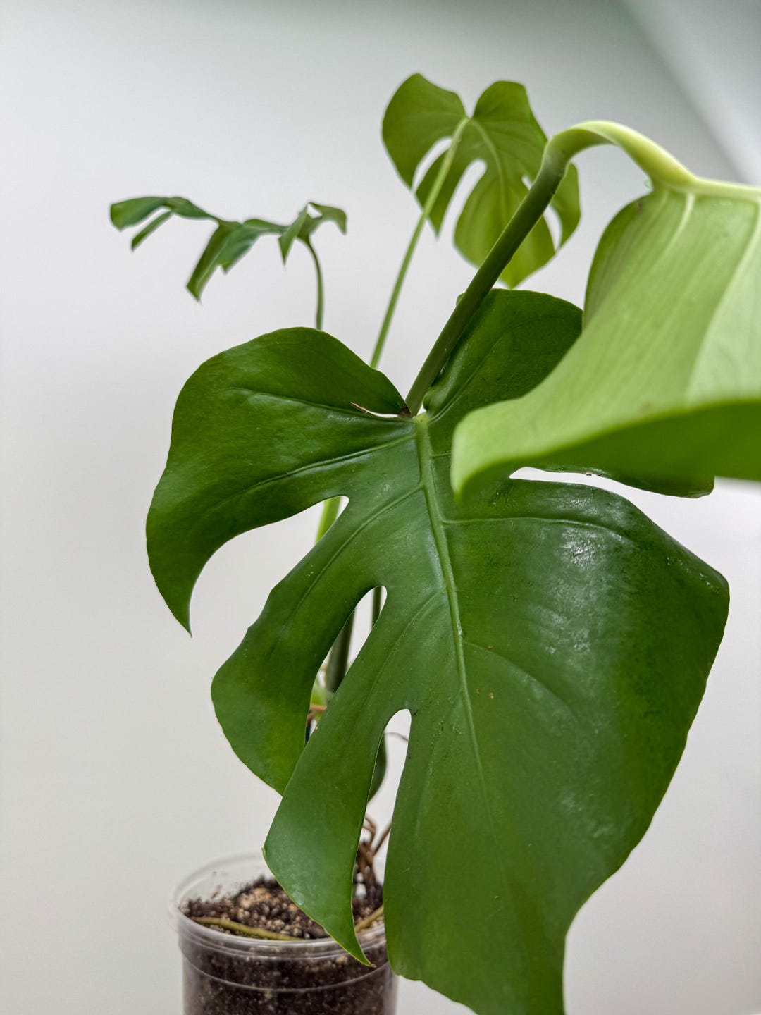 Monstera Deliciosa delicious Exact Plant Vase Included - Etsy