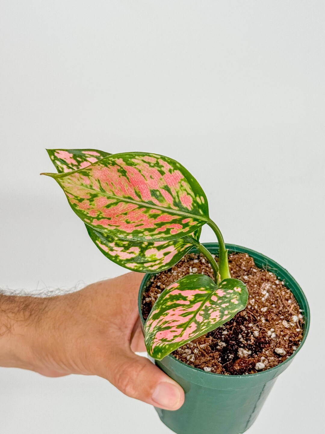 Aglaonema Pink Lady Valentine - Exact Plant - Plastic Pot Included - Etsy