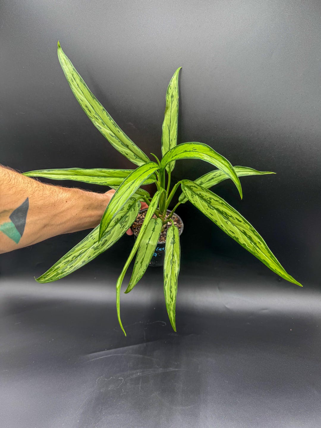 Aglaonema Cutlass - Exact Plant - Plastic Pot Included - Etsy
