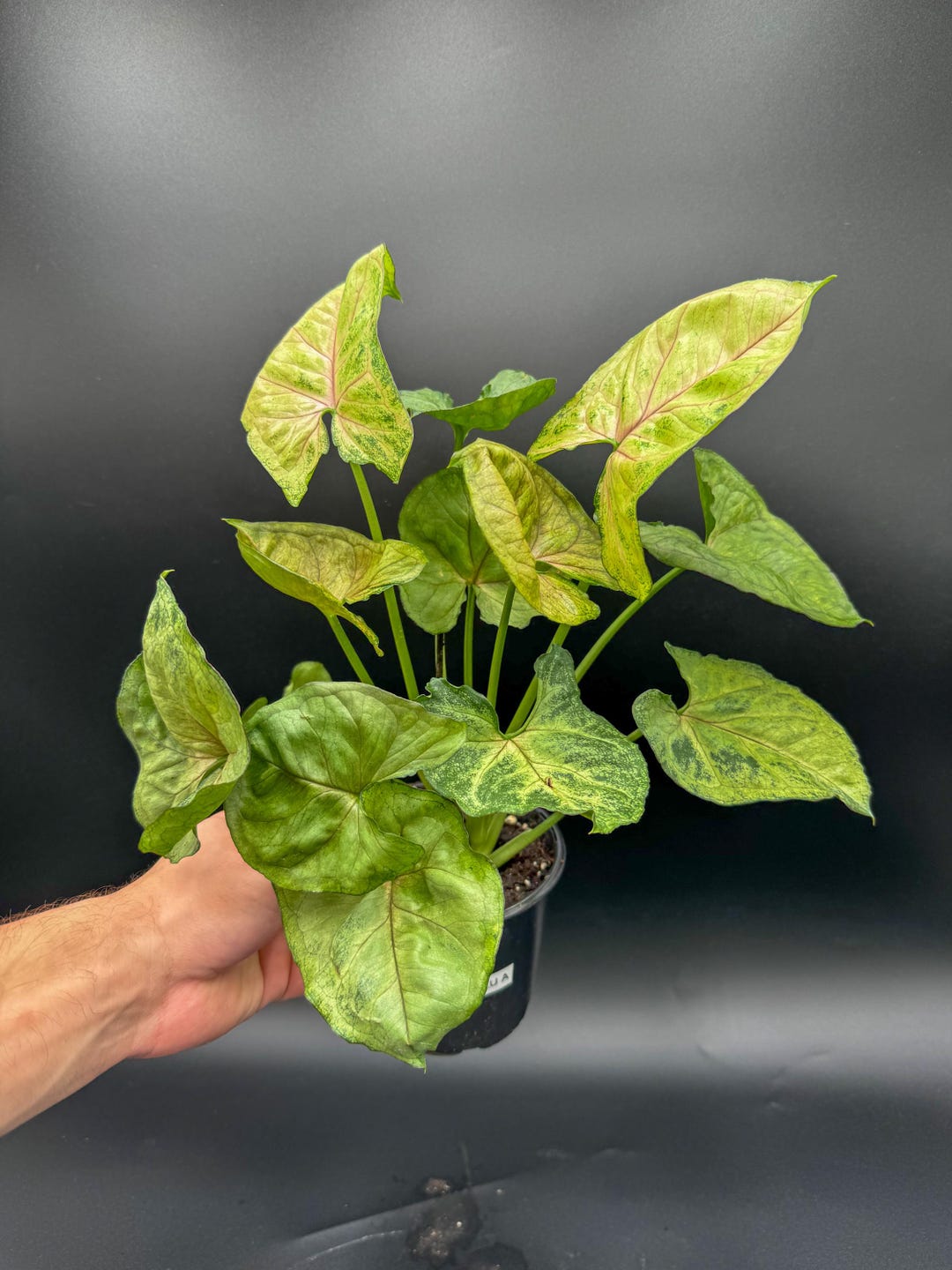 Syngonium Mango Allusion - Exact Plant - Plastic Pot Included - Etsy