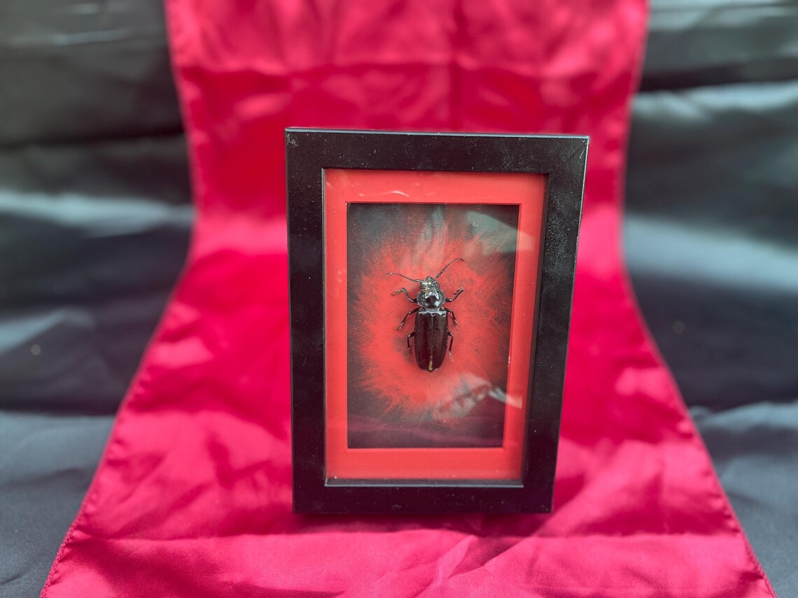Long Beetle Bug Frame - Etsy