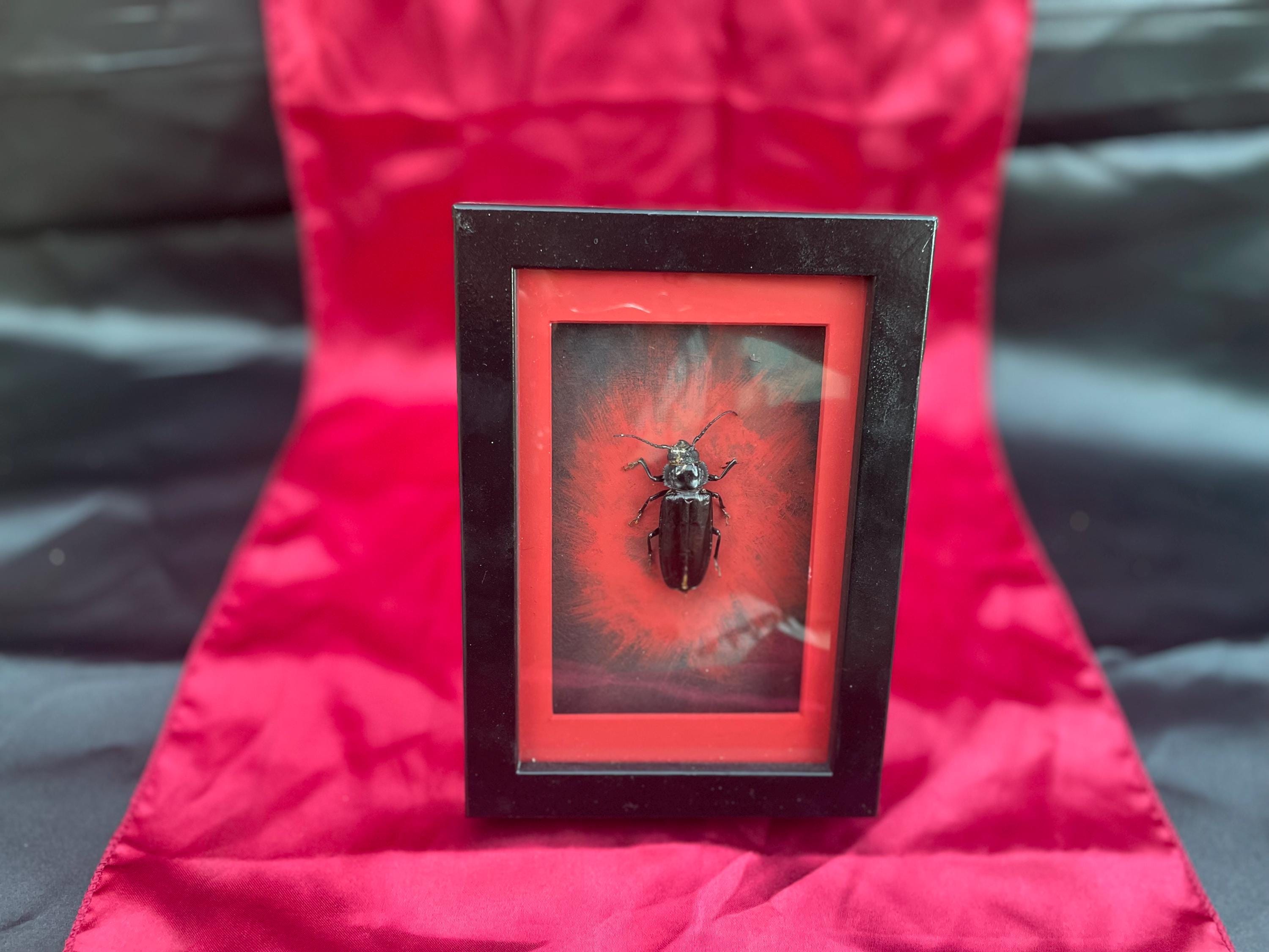 Long Beetle Bug Frame - Etsy