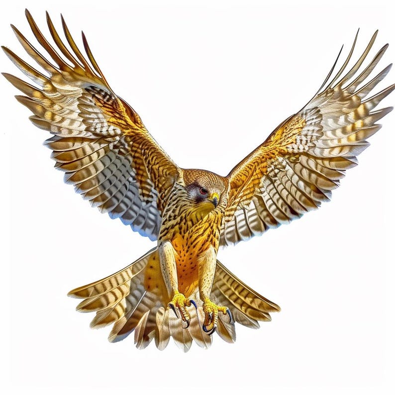 24 Hawk Clipart, Bird of Prey Illustration, Flying Hawk Digital ...