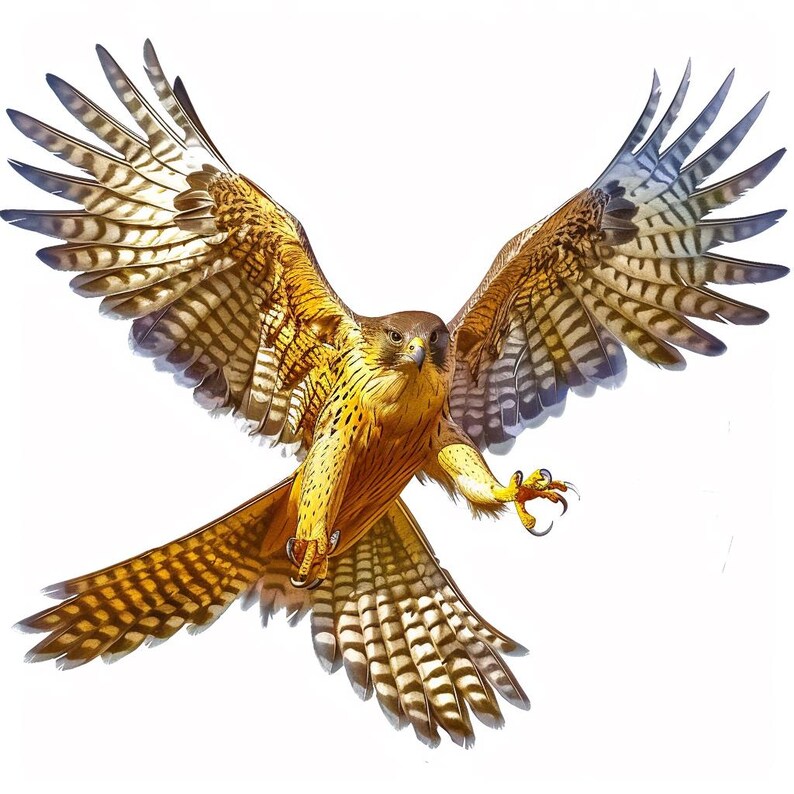 24 Hawk Clipart, Bird of Prey Illustration, Flying Hawk Digital ...