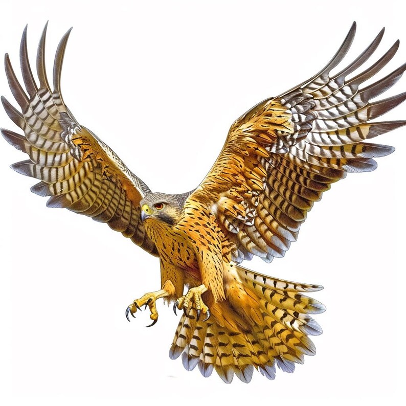 24 Hawk Clipart, Bird of Prey Illustration, Flying Hawk Digital ...