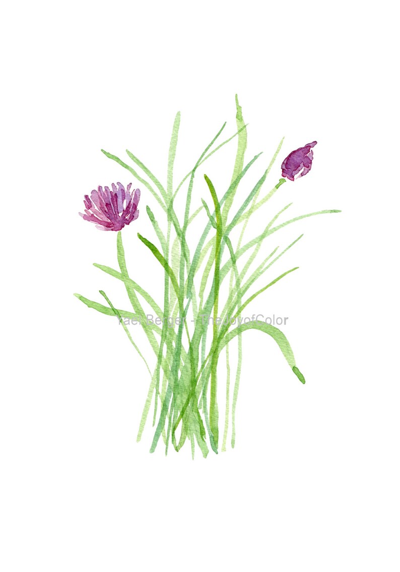 Chives art print chives watercolor print botanical herb | Etsy