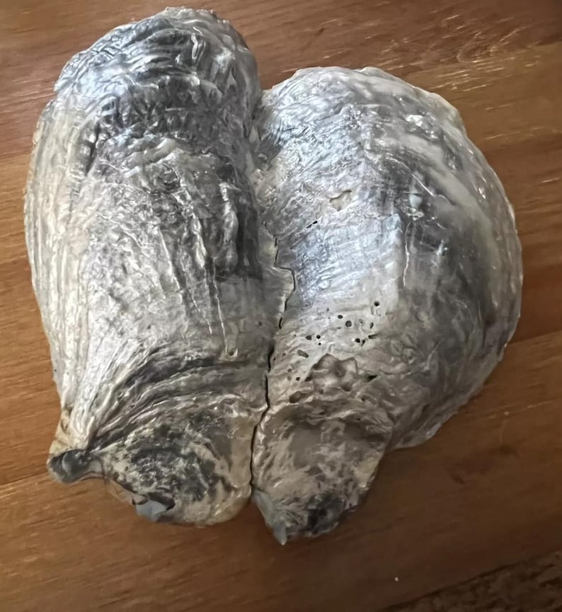 Oyster Shell Jewelry Dish Genuine Pearl Jewelry Dish Gold Trim - Etsy