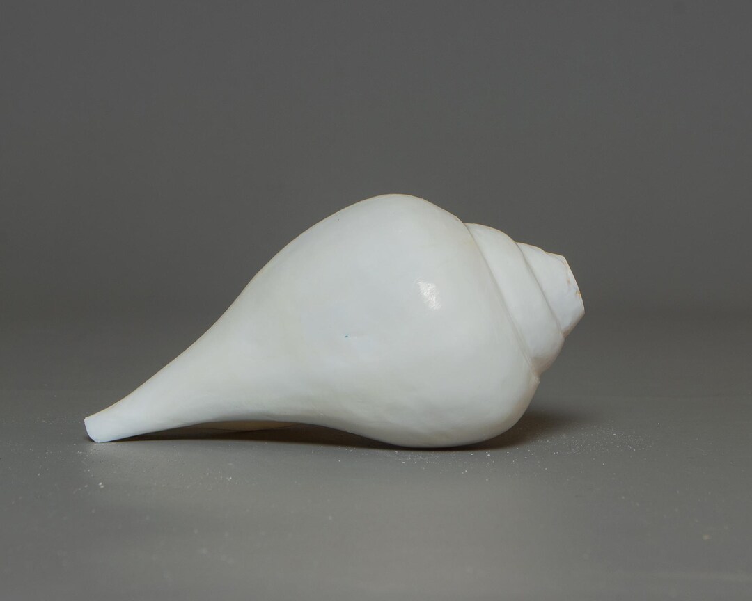 Natural Shankha Conch Shell, Hindu Puja & Buddhist Altar Decor - Etsy