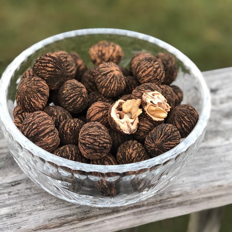 Black Walnut Shells - Etsy