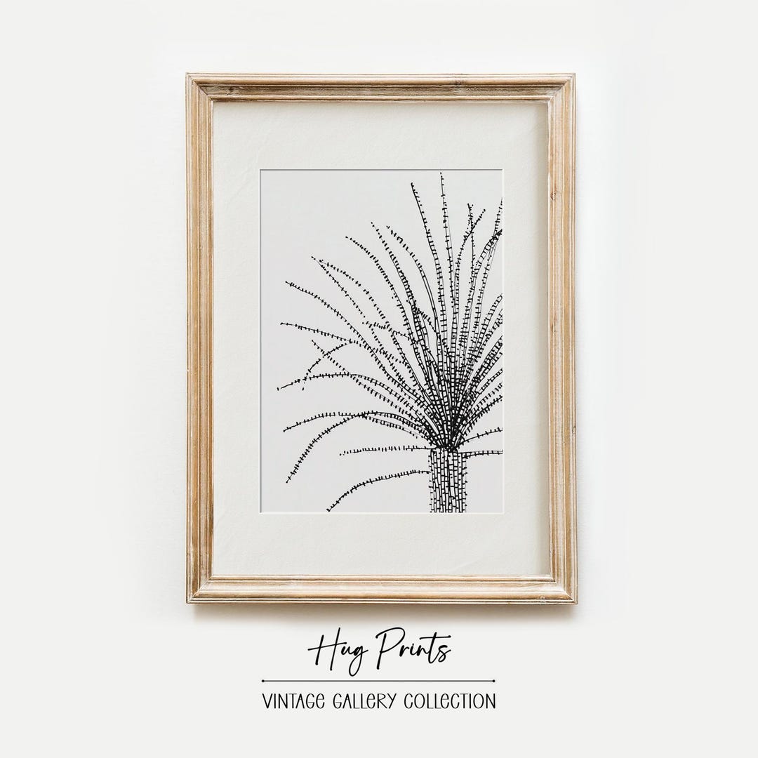 California Yucca Printable Illustration, Desert Plant Elegant Abstract ...
