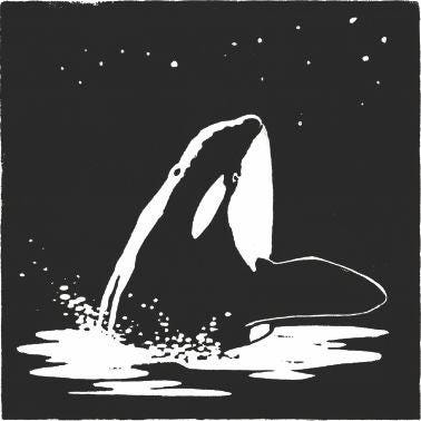 Digital Print of an Arctic Orca Linocut | Black & White Minimalist ...