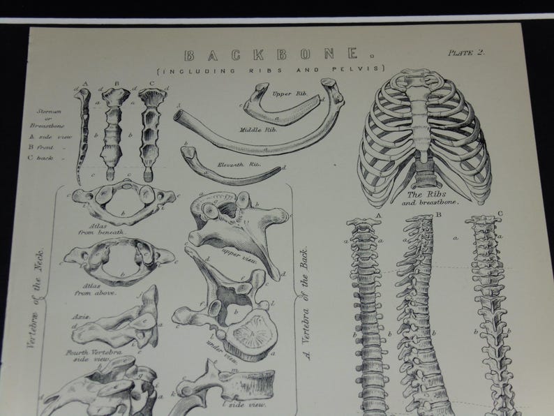 Backbone Human Anatomy, Inc. Ribs and Pelvis Original Victorian Mounted ...