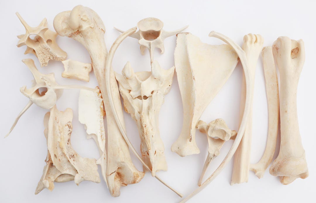 1 Pound Assorted Sizes of Various Deer Bones and Wild Boar Bones 0.5”-16”. - Etsy