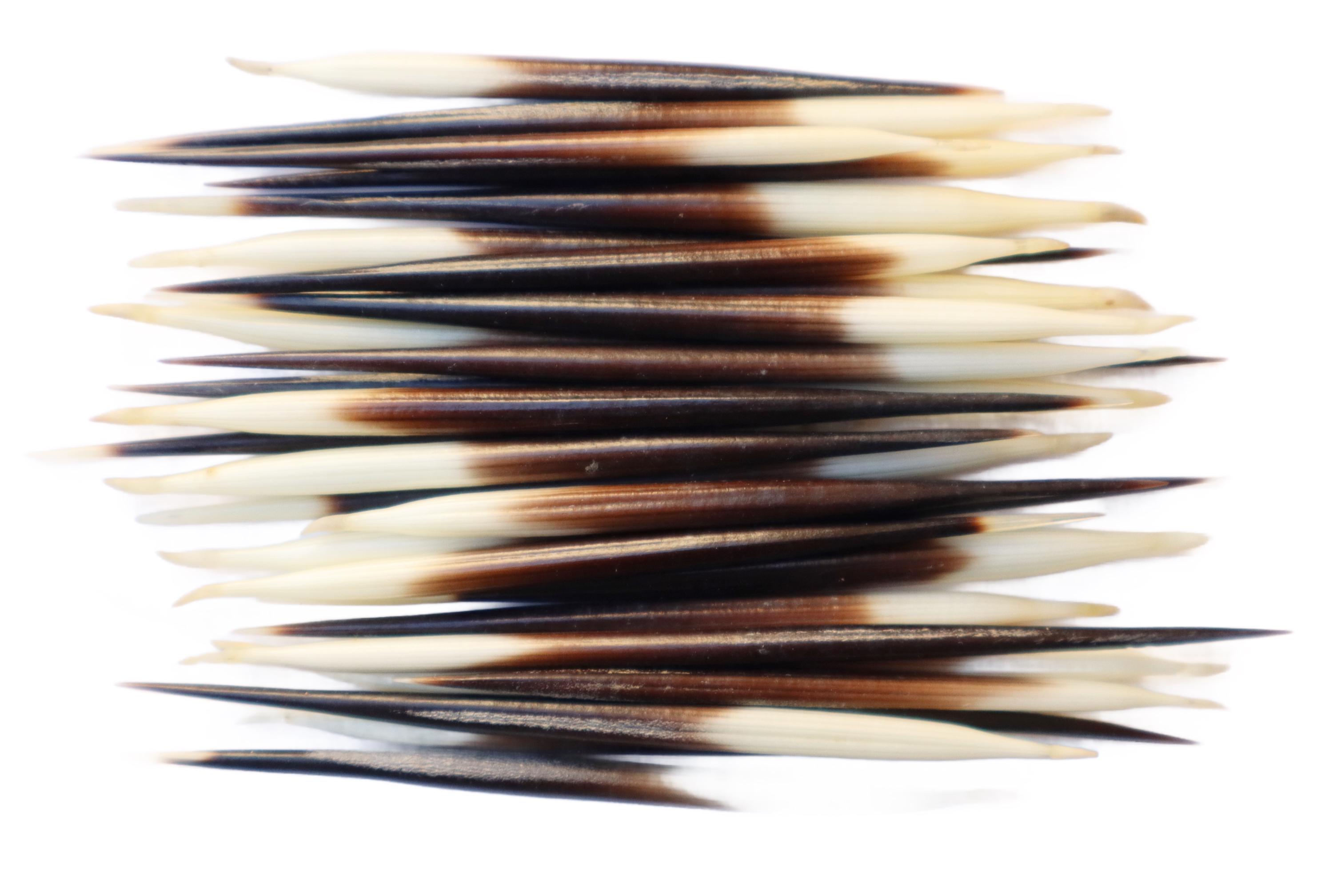 15 PC Porcupine Quill 2”-4” - Porcupine Quills - Needles - Spines ...