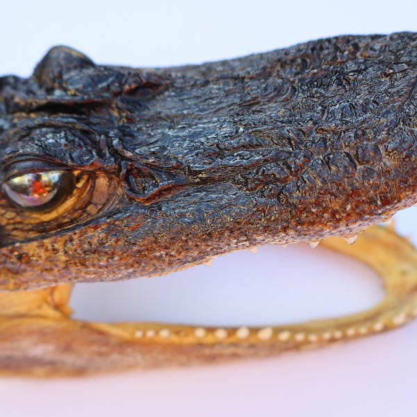 Alligator Heads - Etsy