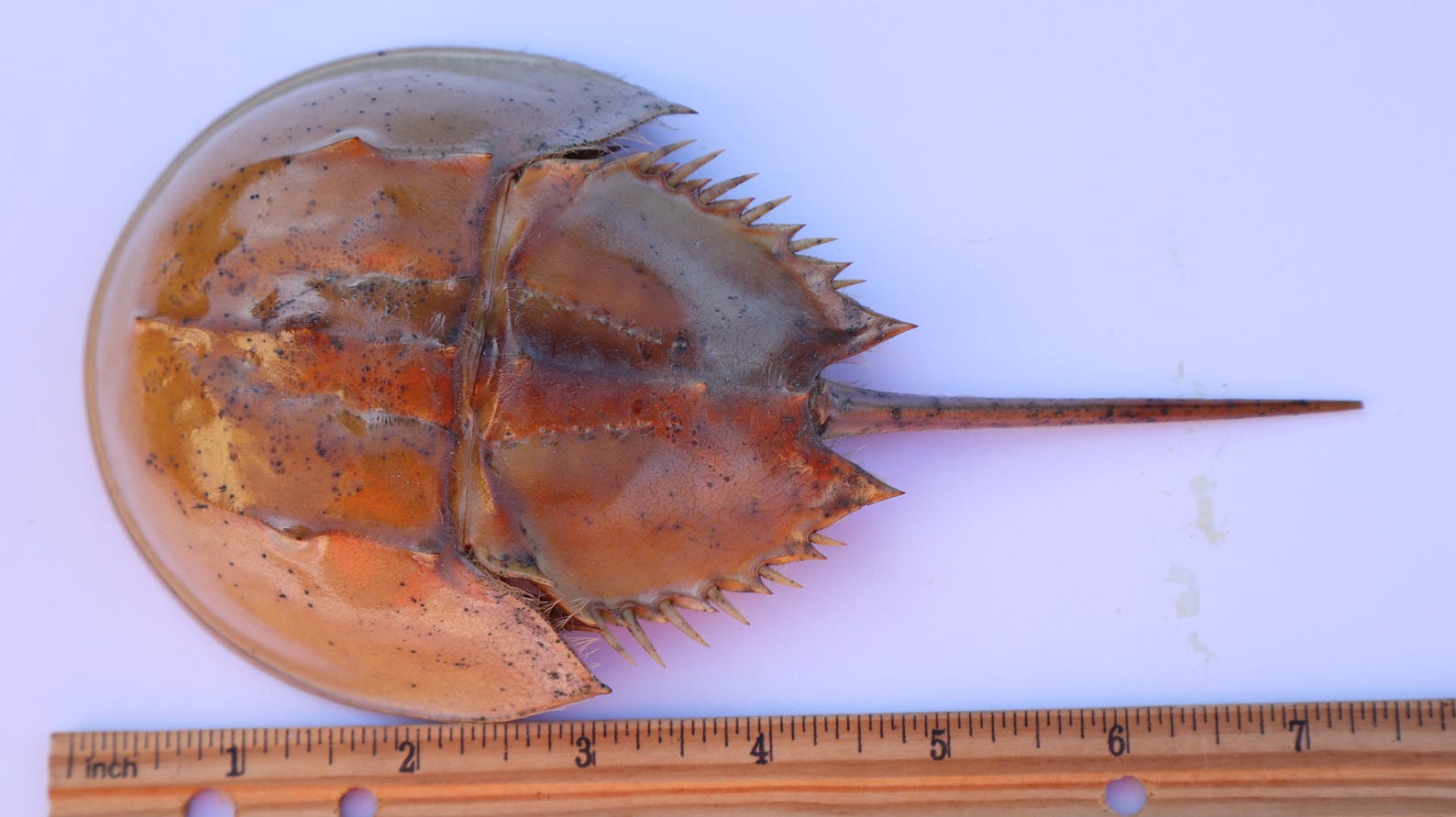 1 PC Dried Molted Horseshoe Crab Shells 5-7 Inches - Etsy