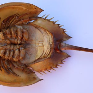 1 PC Dried Molted Horseshoe Crab Shells 5-7 Inches - Etsy