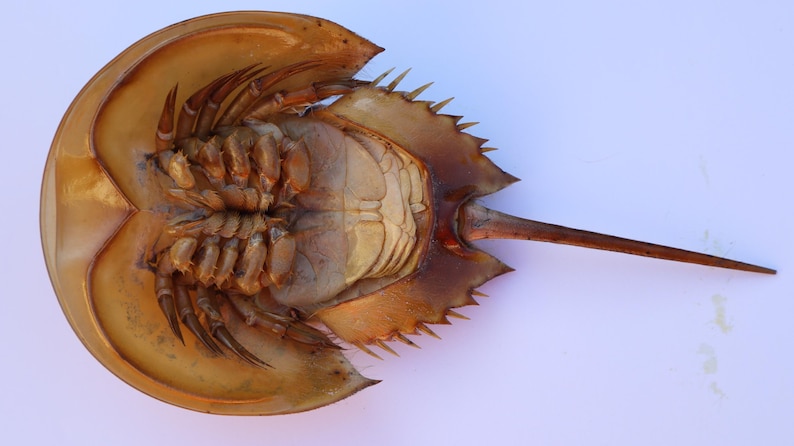 1 PC Dried Molted Horseshoe Crab Shells 5-7 Inches - Etsy
