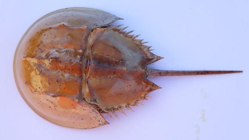 1 PC Dried Molted Horseshoe Crab Shells 5-7 Inches - Etsy