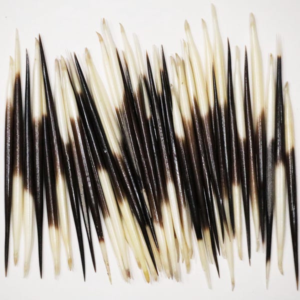Porcupine Quills - Etsy