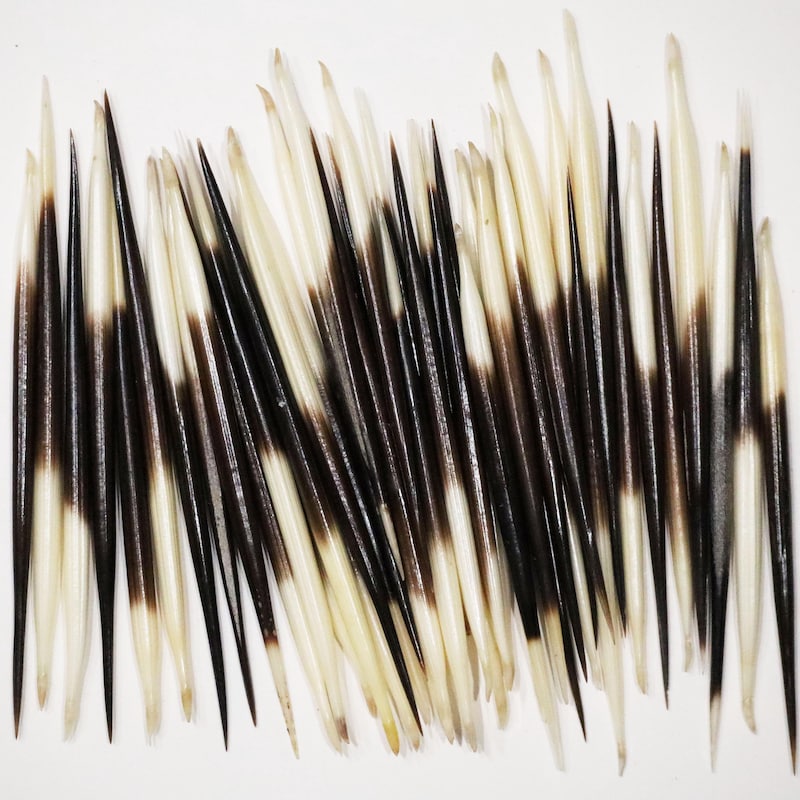 Porcupine Quills - Etsy