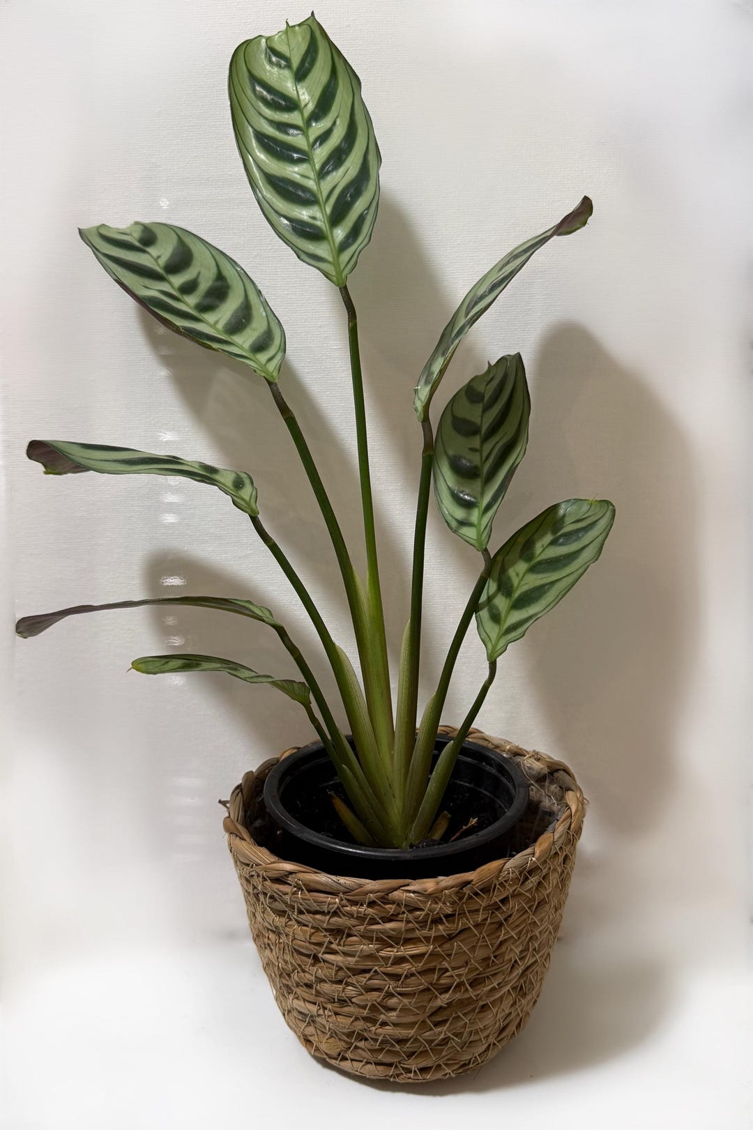 Fishbone Prayer Plant With Pot - Ctenanthe Burle-marxii - Live House ...