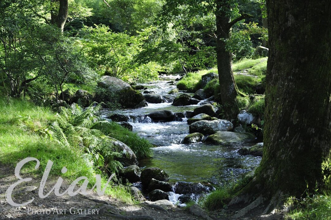 Forest Brook, Irish Forest, Celtic Forest, Green Forest, Irish Nature, Emerald Isle, Ancient ...