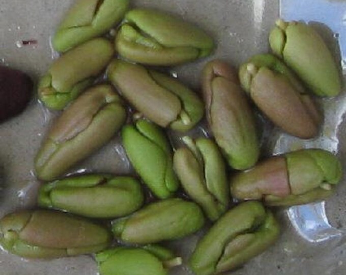 Clove Tree Seeds (10) - Syzygium Aromaticum - Grown in Hilo, Hawaii - Etsy