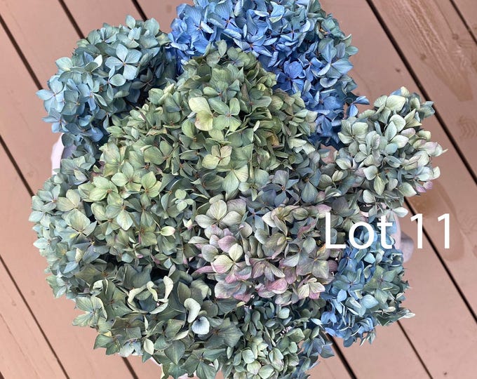 11 Dried Hydrangea Flowers With Stems/ Organic / Natural/ Green Blue ...