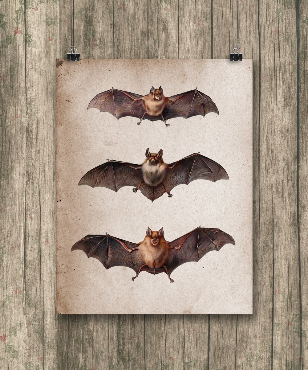 Bat Art Print Wall Decor Vintage Bats Primitive Style Grunge | Etsy