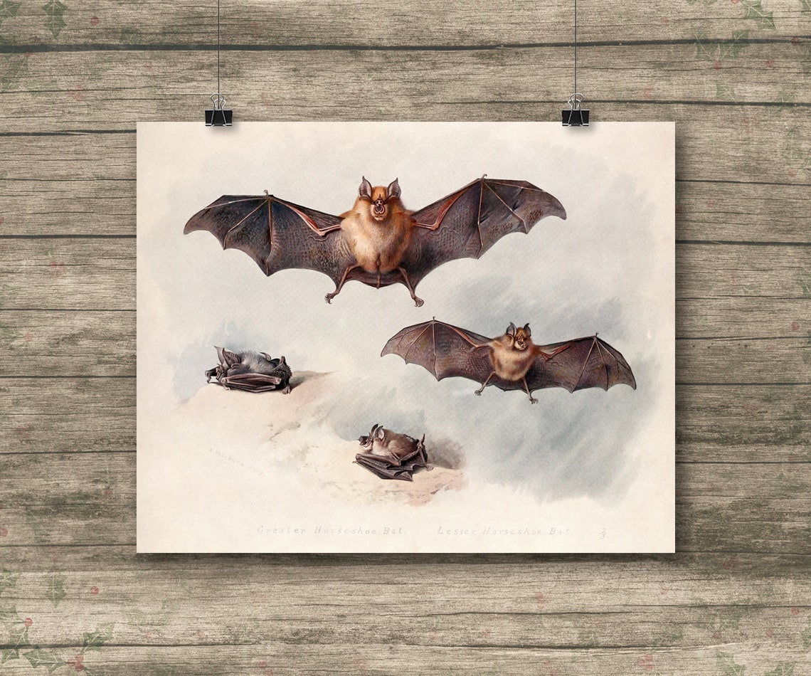 Flying Bats Art Print Home Decor Halloween Natural History - Etsy