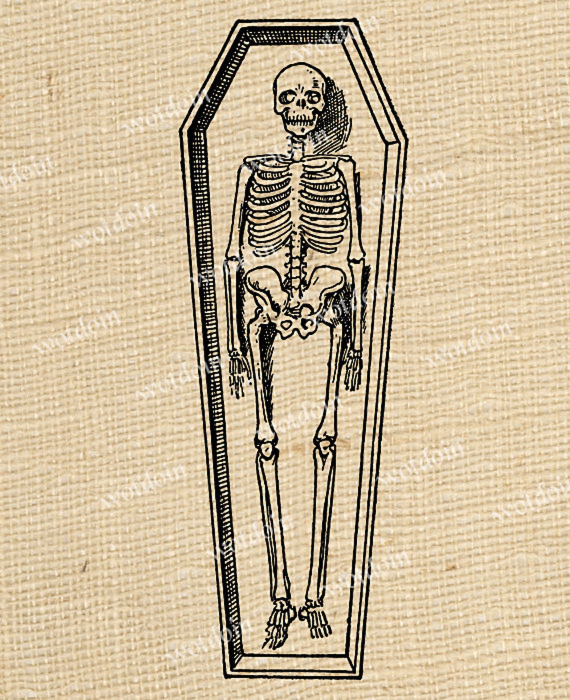 Skeleton Bones Coffin Anatomy Corpse Dead Guy Casket Halloween Image ...