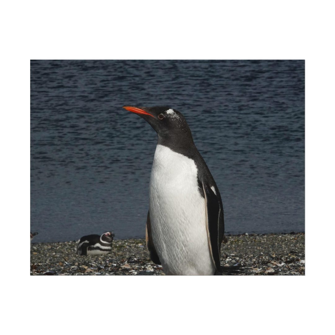 Gentoo Penguin Poster - Etsy
