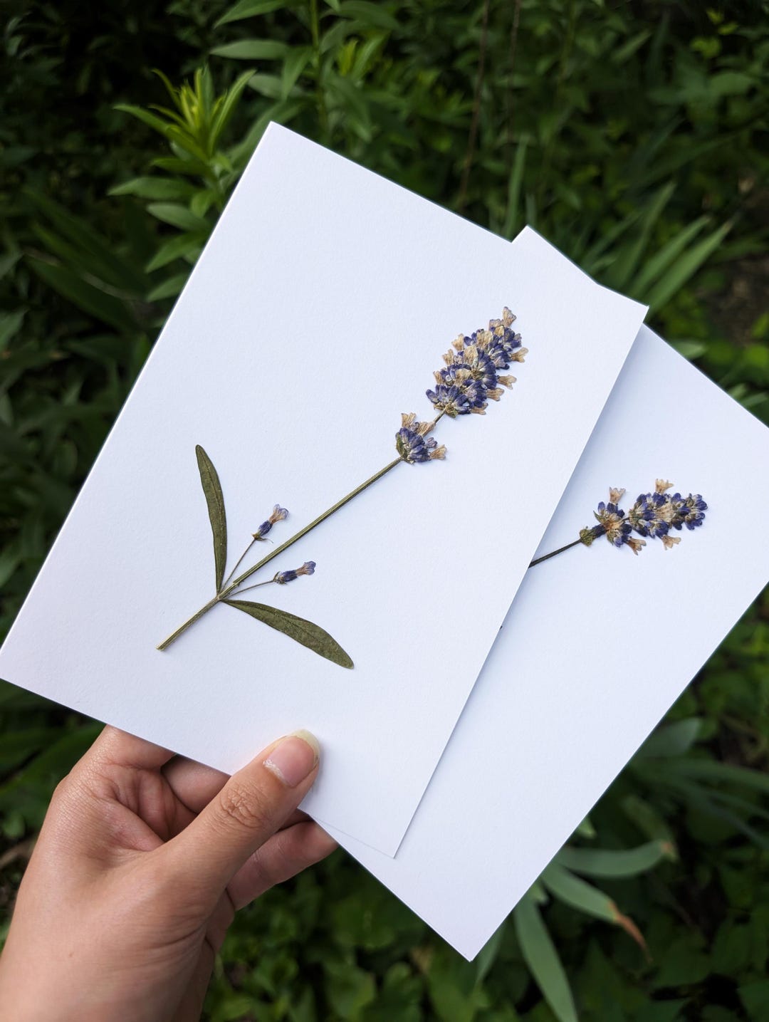 Real Pressed Lavender Flower Card | Single Stem Style | Handmade for ...