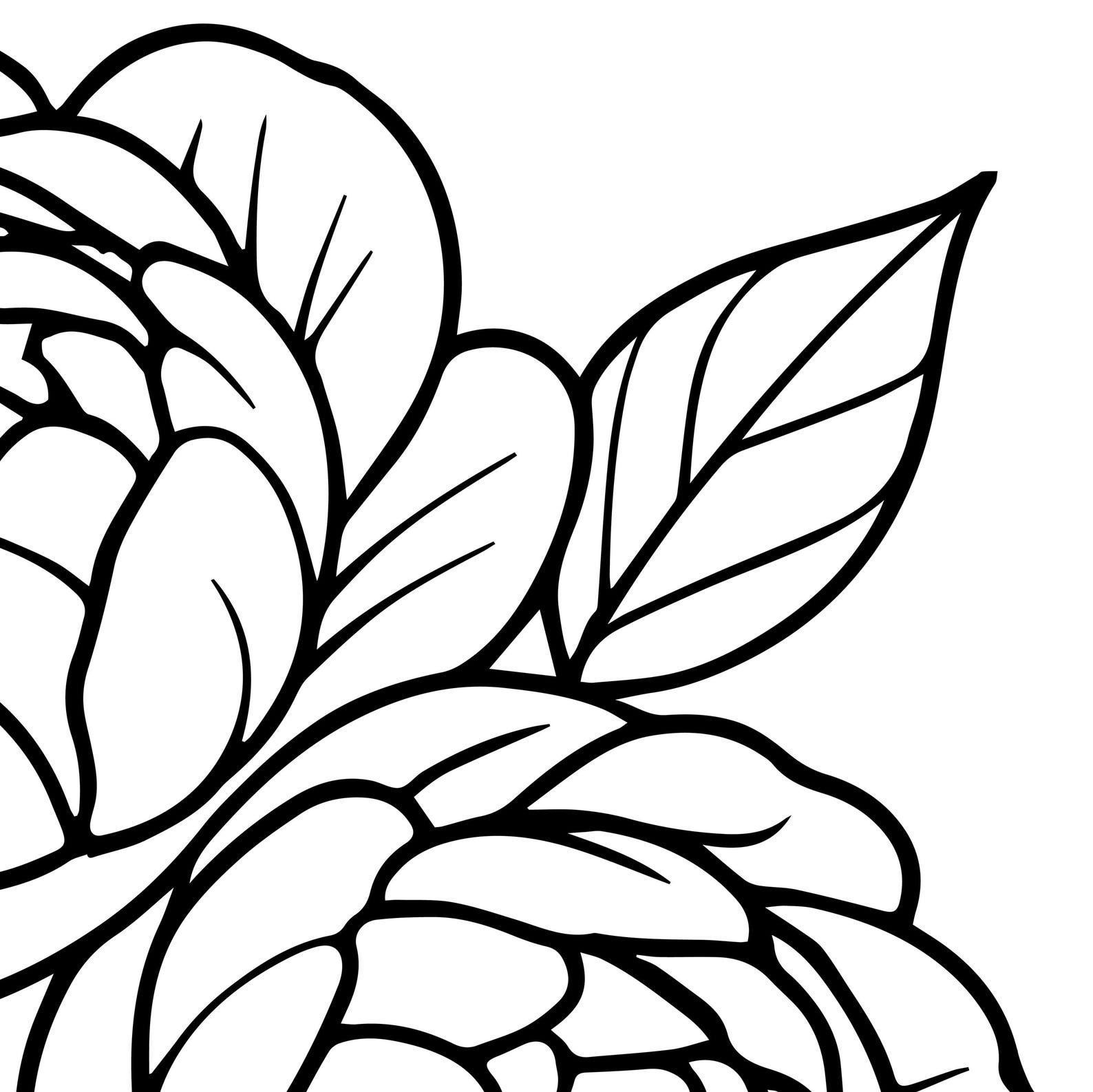 Peonies SVG 16 Vector Clipart Bundle: Engrave Laser, Flowers Print ...
