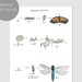 Metamorphosis Chart - Digital Download - Insect Life Cycle - Butterfly ...