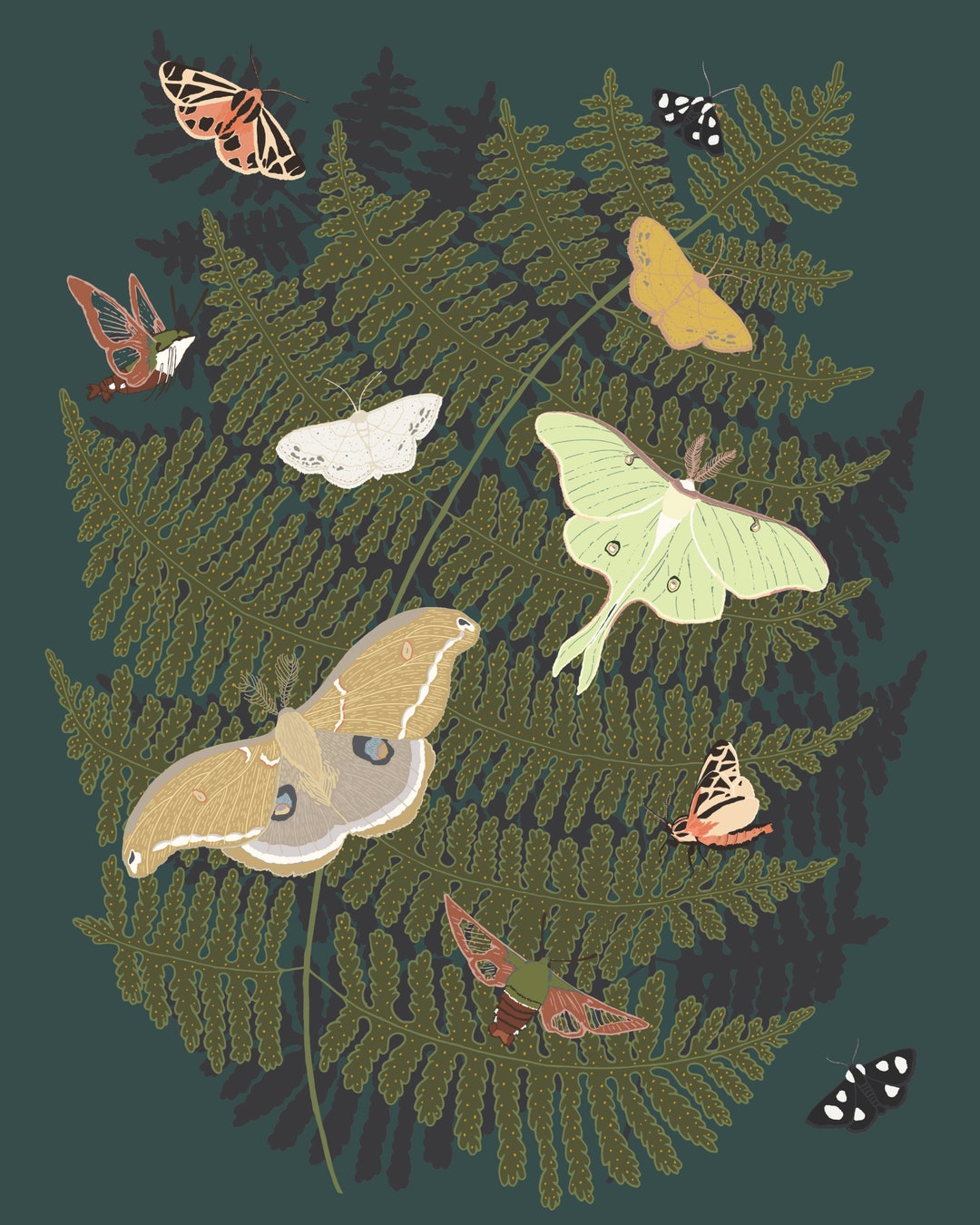 Moth Illustration, Botanical Moth Art Print, Moths Fern Art, Luna Moth ...