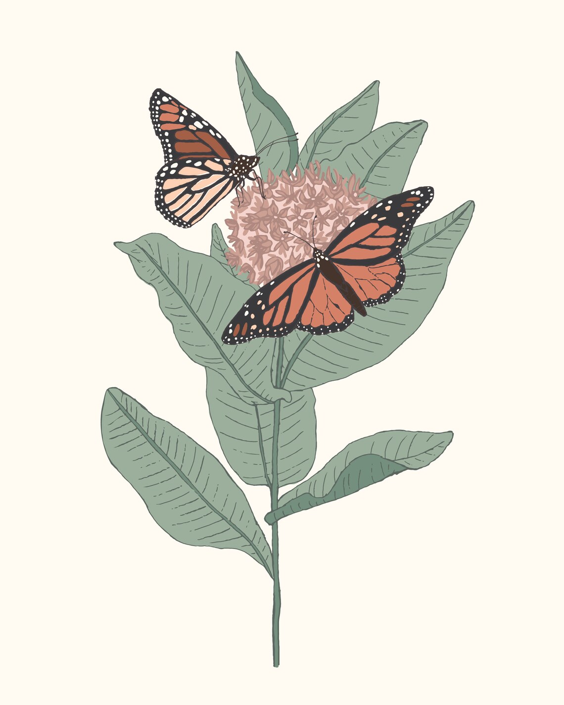 Monarch Butterfly and Milkweed Flower Illustration Save the - Etsy