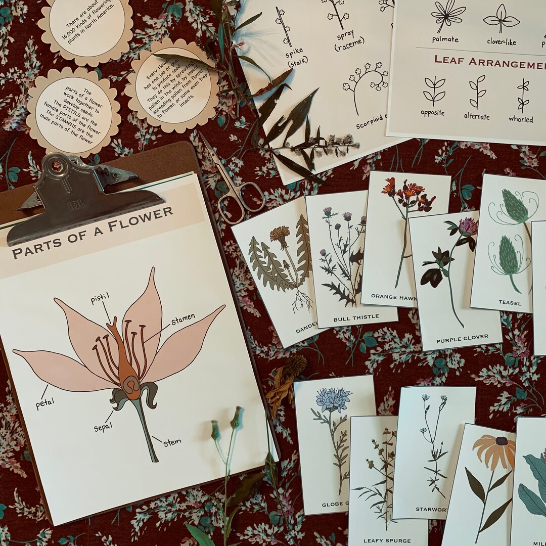 Wildflower Study Bundle - Printable Nature Study - Homeschool Science ...