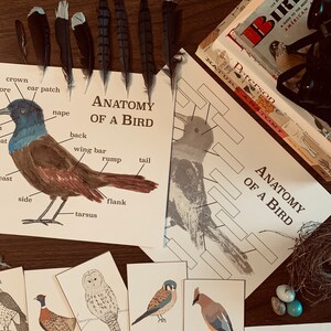 Bird Unit Study Bundle - Printable Nature Study - Homeschool Science ...