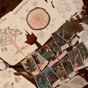 Tree Study Bundle - Printable Nature Study - Homeschool Science ...