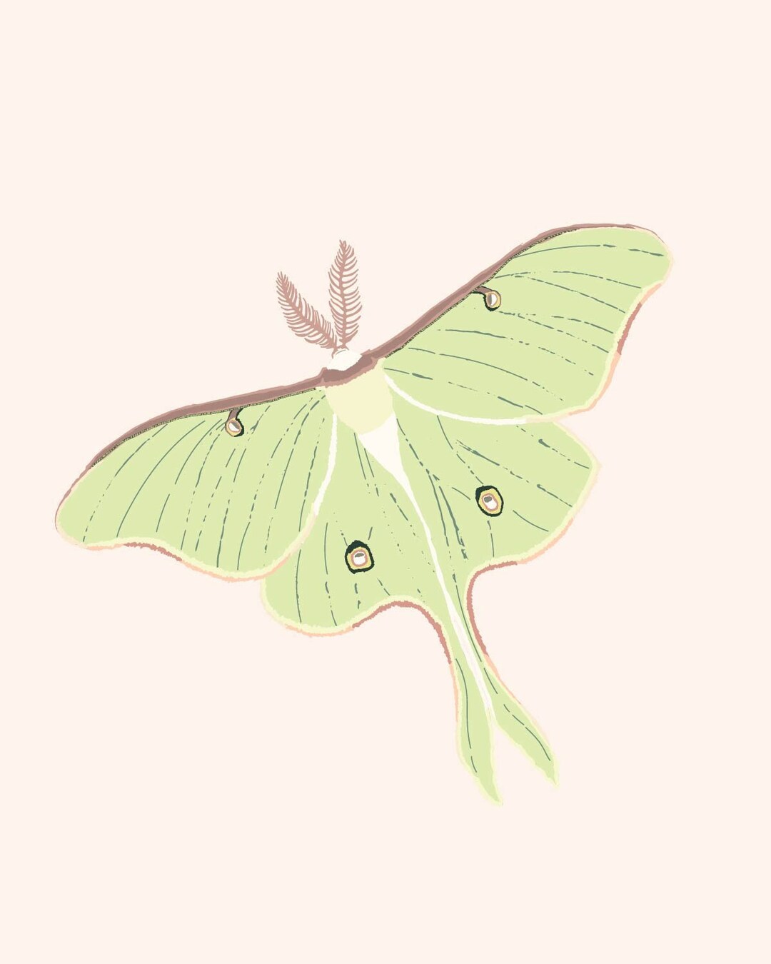 Luna Moth Art Print - Moth Illustration - Etsy