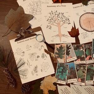 Tree Study Bundle - Printable Nature Study - Homeschool Science ...