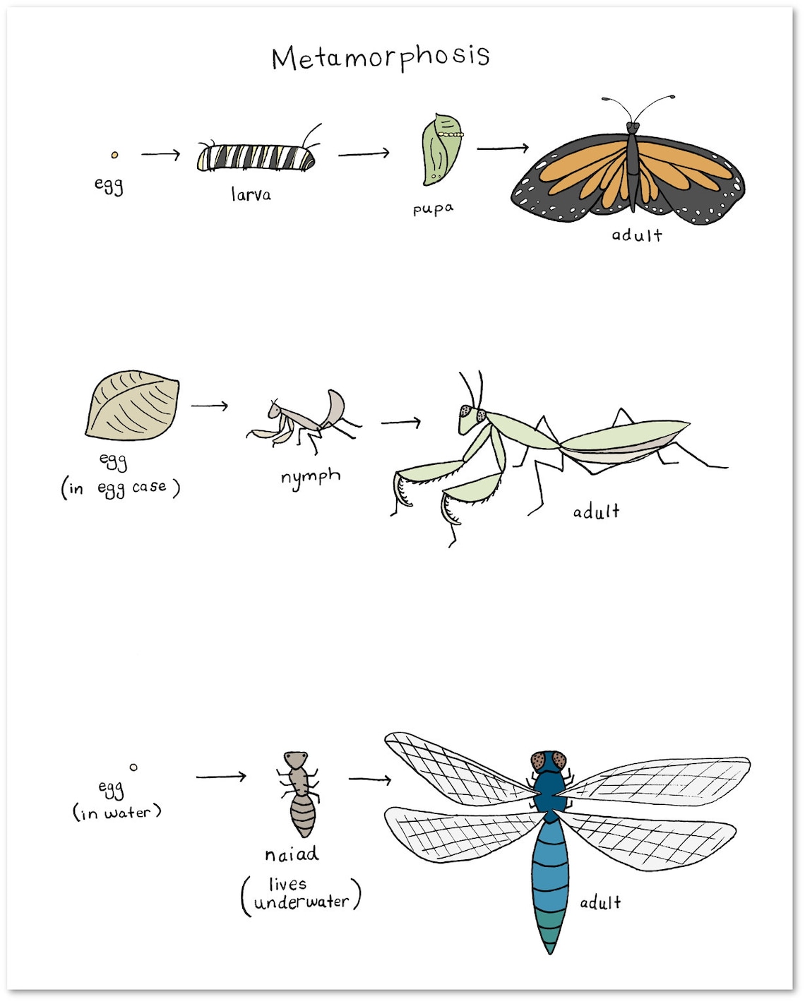Metamorphosis Chart Digital Download Insect Life Cycle - Etsy
