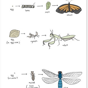Metamorphosis Chart - Digital Download - Insect Life Cycle - Butterfly ...