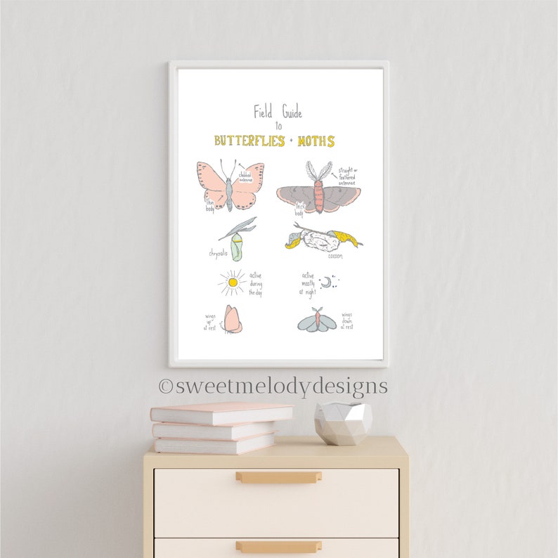 Butterflies and Moths Field Guide Illustration Butterfly and - Etsy