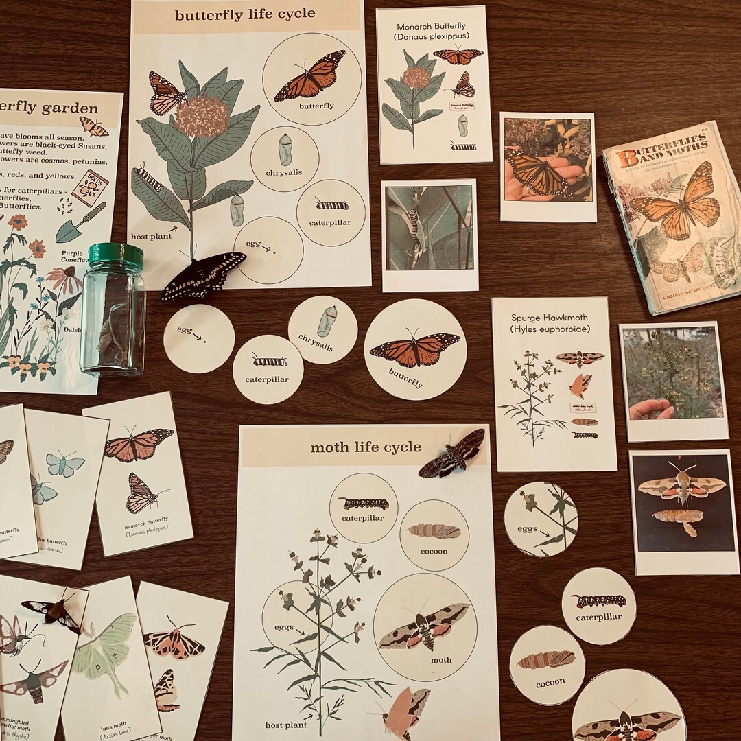 Butterfly and Moth Unit Study, Digital Download, Printable Nature Study ...