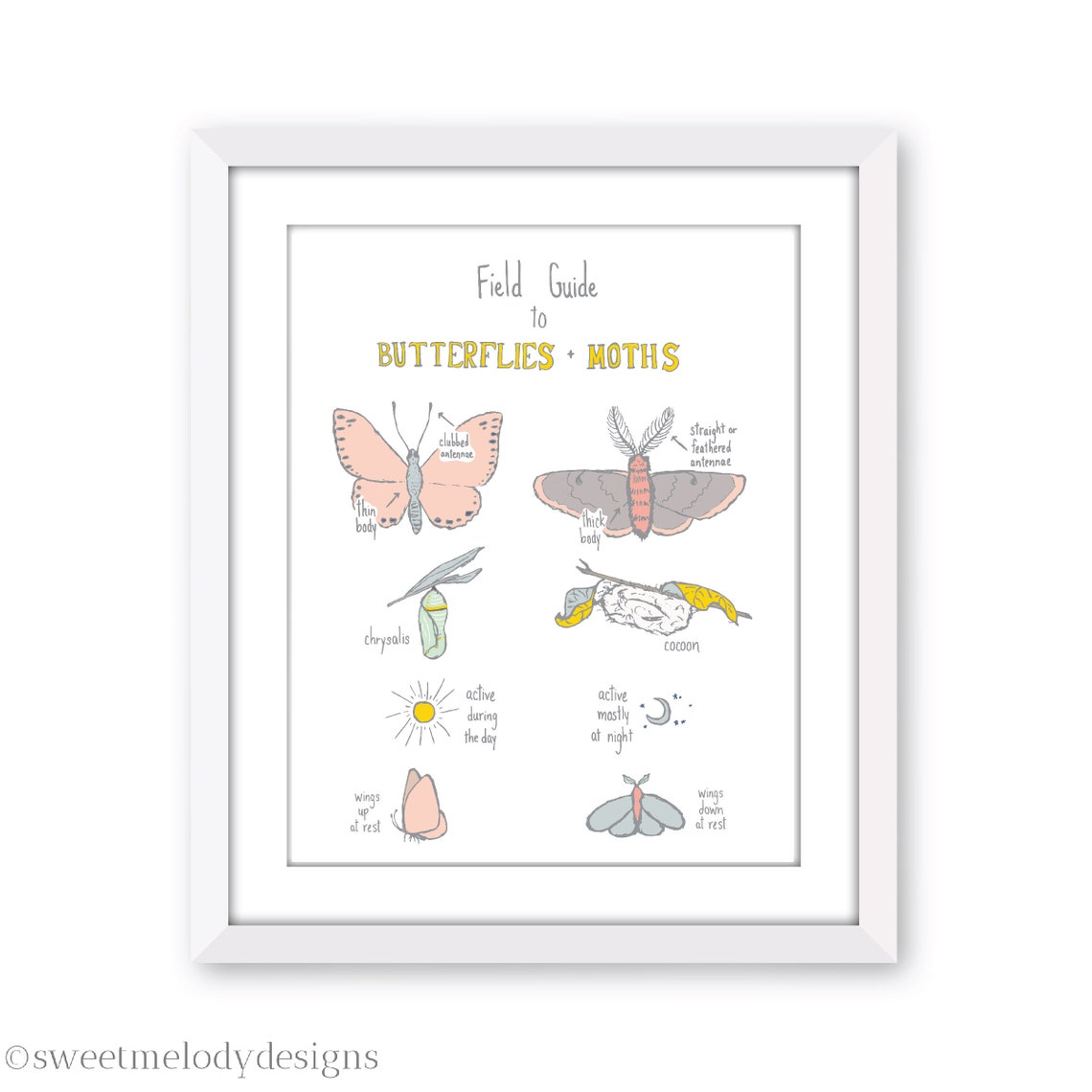 Butterflies and Moths Field Guide Illustration Butterfly and - Etsy